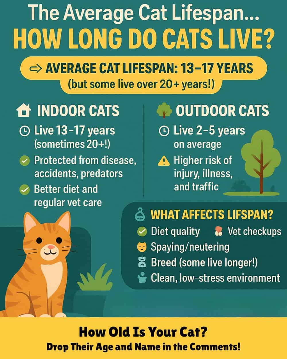 The Average Cat Lifespan... How Long Do Cats Live?