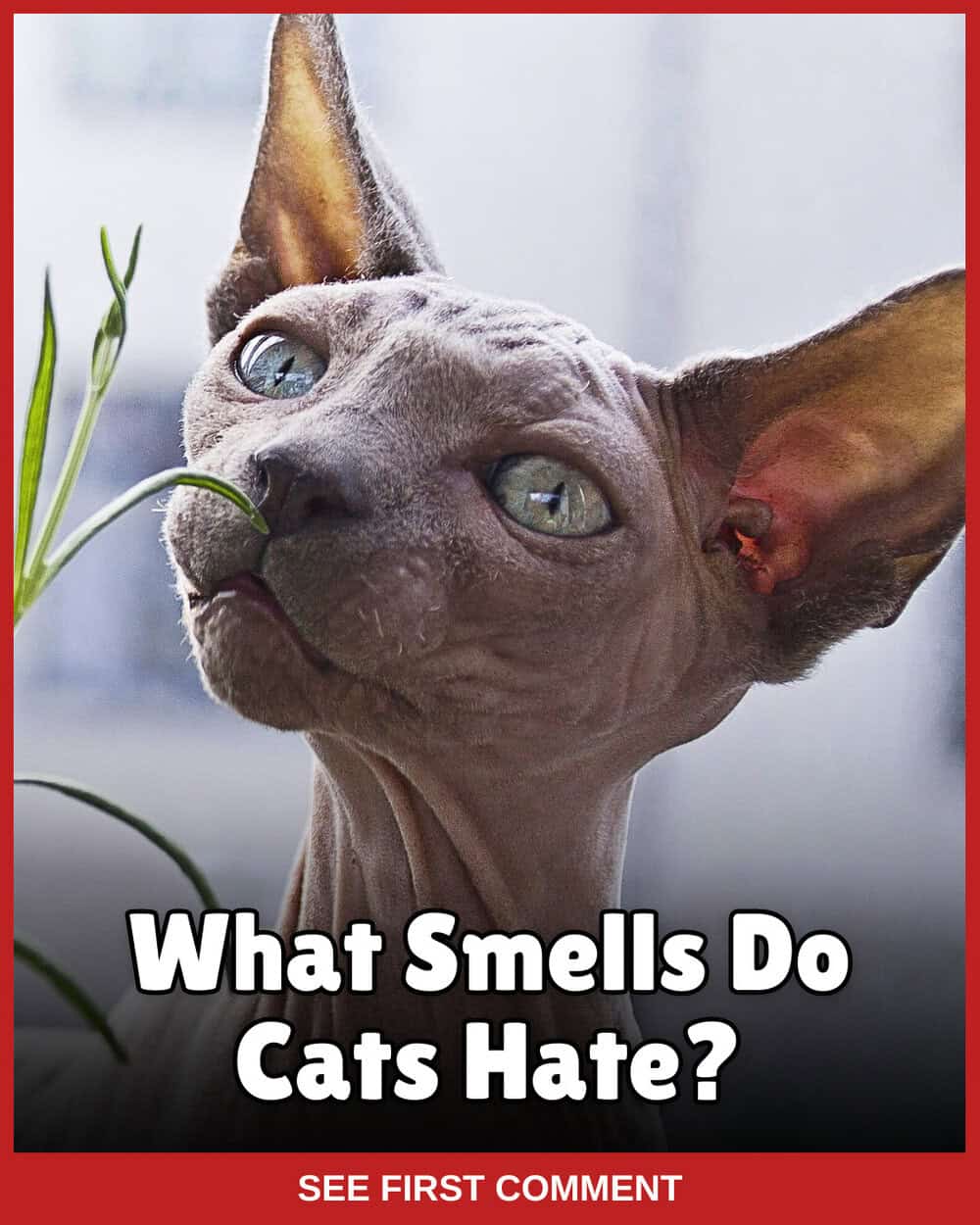 What Smells Do Cats Hate? - Great Guide For Feline Lovers