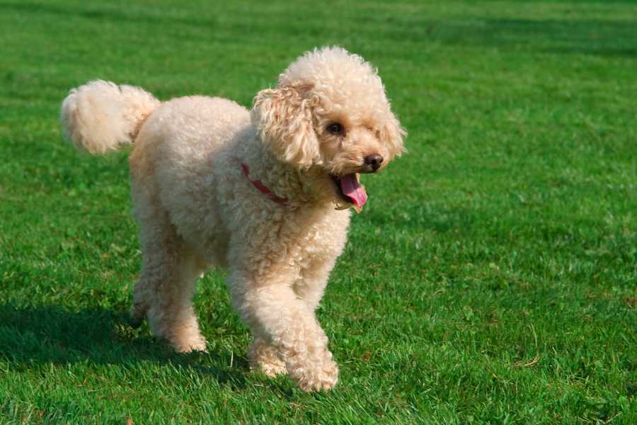 8 Reasons For Aggressive Poodle - Useful Guide For Poodle Owners